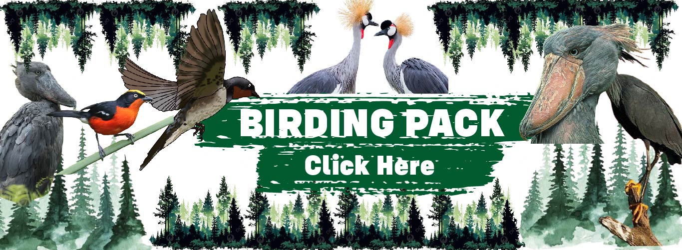 Gallery - MABAMBA SWAMP