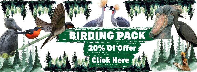 Mabamba Shoebills || Birding || Shobills - MABAMBA SWAMP